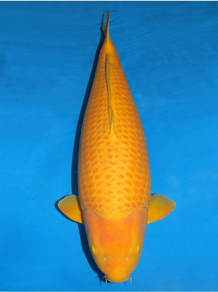 Up to £250 - Category: £1-£250 - Image: Super Mango Kigoi £95 5 ...